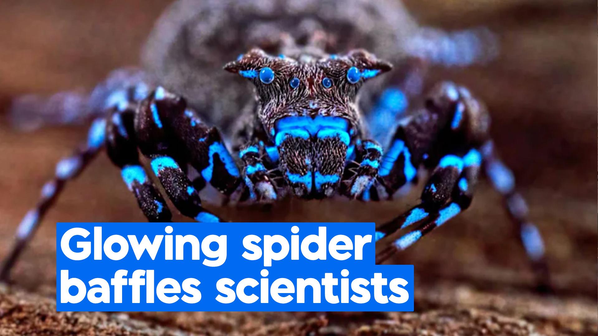 A discovery on a remote African plateau has left scientists astonished