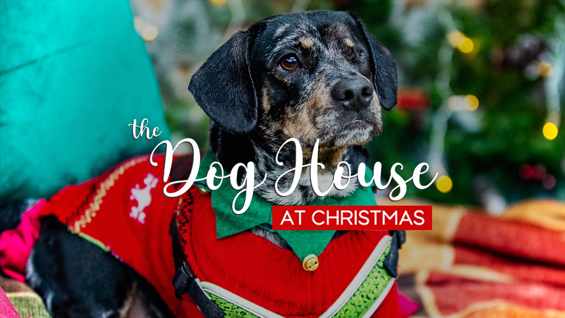 The Dog House at Christmas