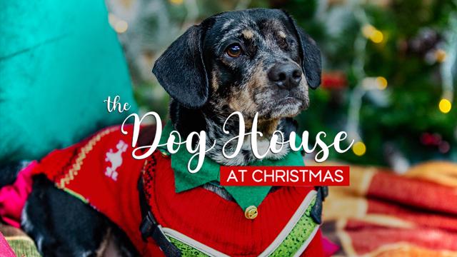 The Dog House at Christmas